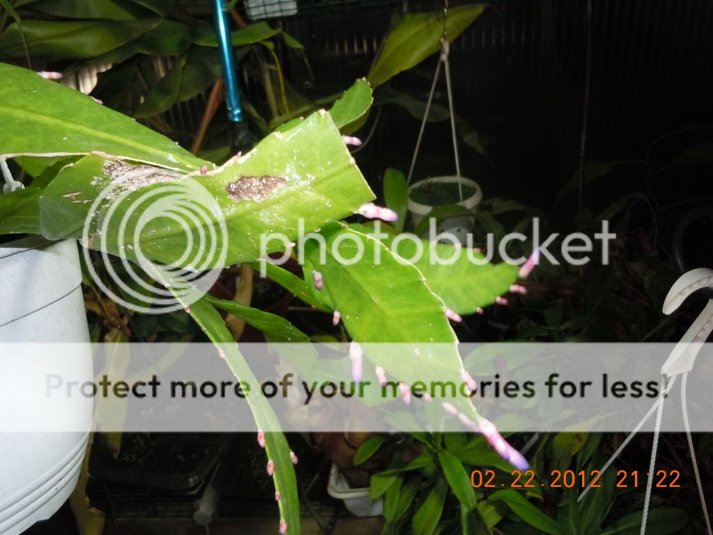 My Disocactus amazonicus is about to Bloom!! - CactiGuide.com