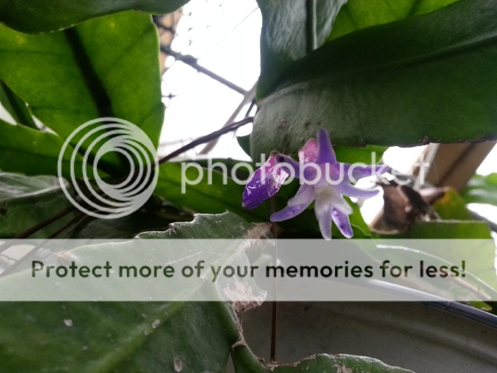 My Disocactus amazonicus decided to bloom - CactiGuide.com