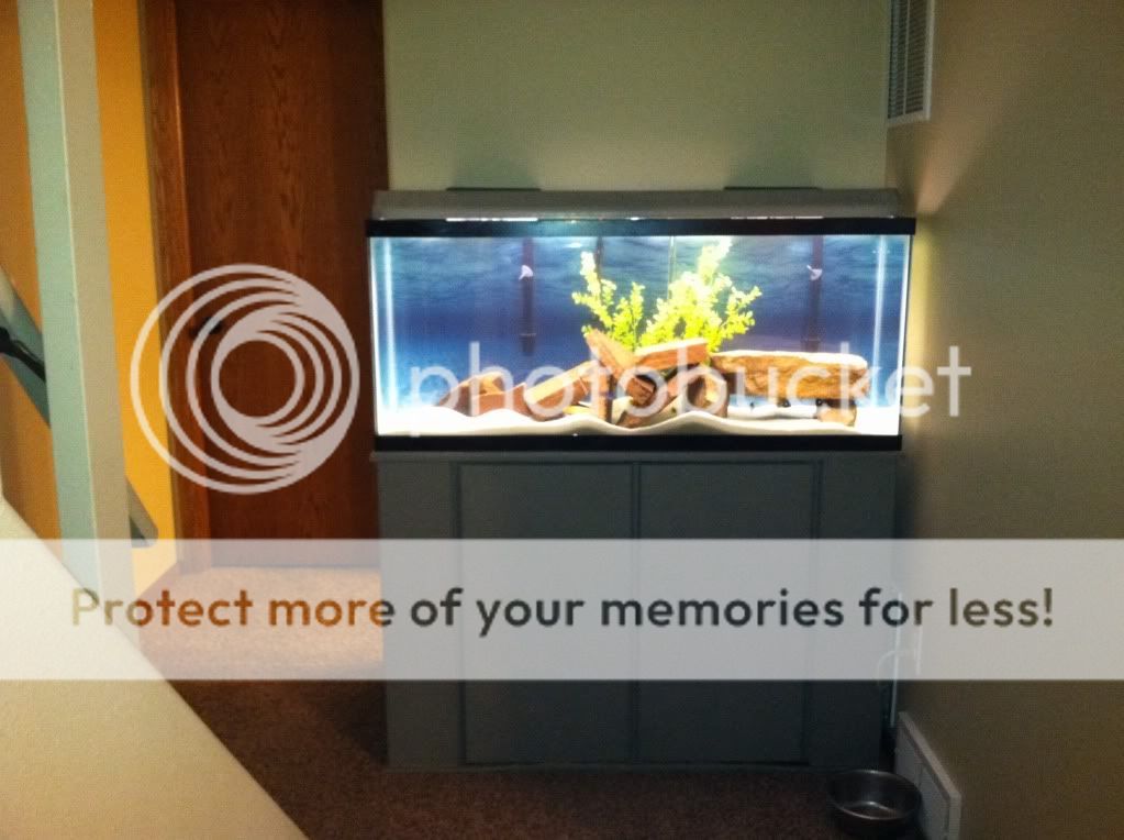 My 55 gallon tank | Cichlid Fish Forum
