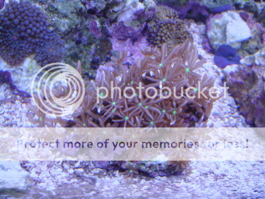 FS: Kenya Tree, Daisy polyps, and Pulsing Xenia - Reef Central Online ...