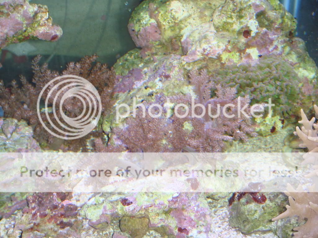 FS: Kenya Tree, Daisy polyps, and Pulsing Xenia - Reef Central Online ...