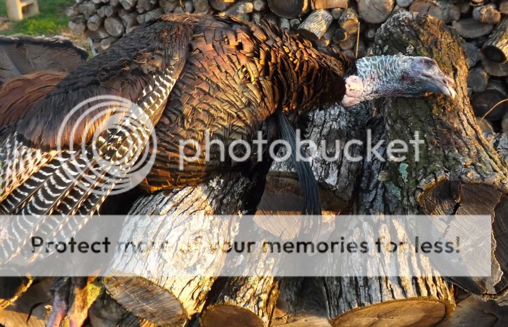 Tricked another Tom! | Archery Talk Forum