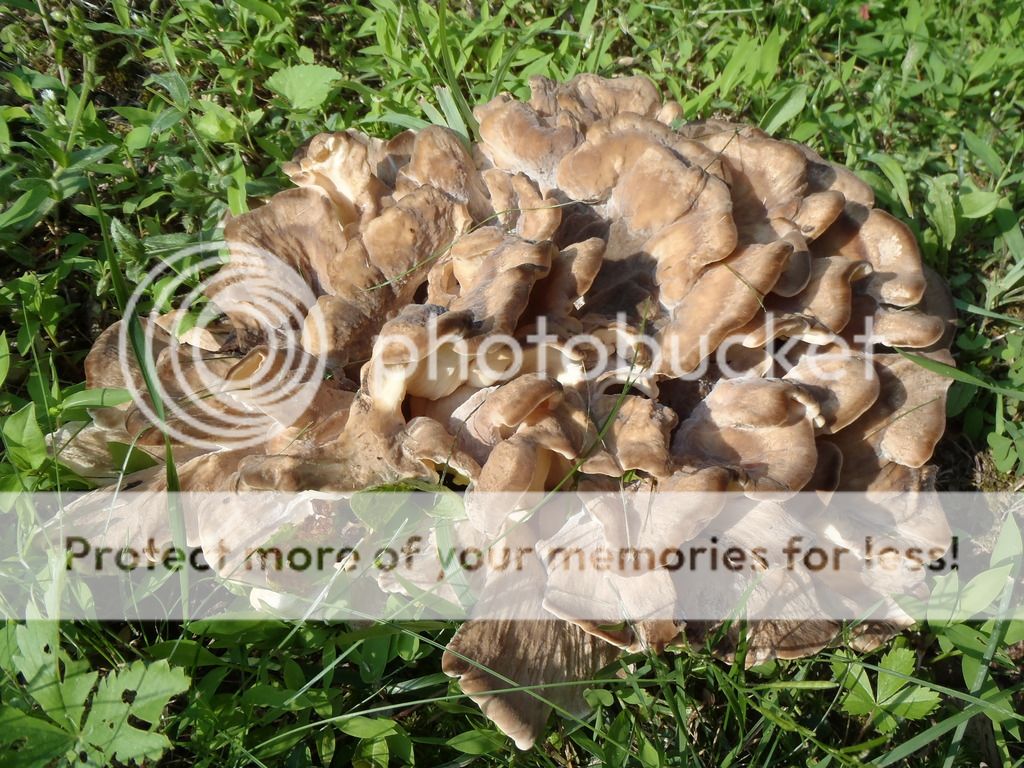 A Beauty of a Sheepshead Mushroom | The HuntingPA.com Outdoor Community