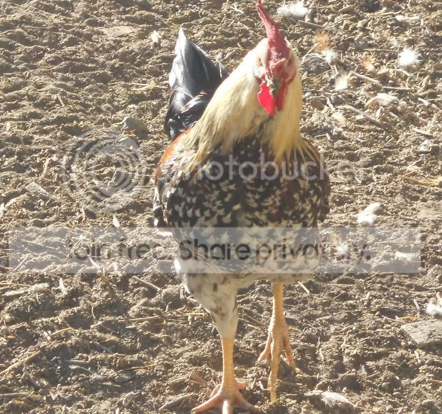 Rooster Identification Asap Backyard Chickens Learn How To Raise