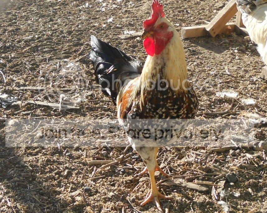Rooster Identification Asap Backyard Chickens Learn How To Raise