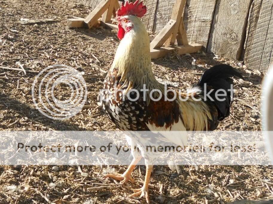 Rooster Identification ASAP!!! | BackYard Chickens - Learn How to Raise ...