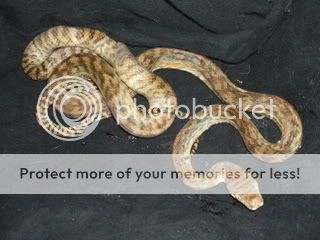 Snakes For Sale | Reptile Forums